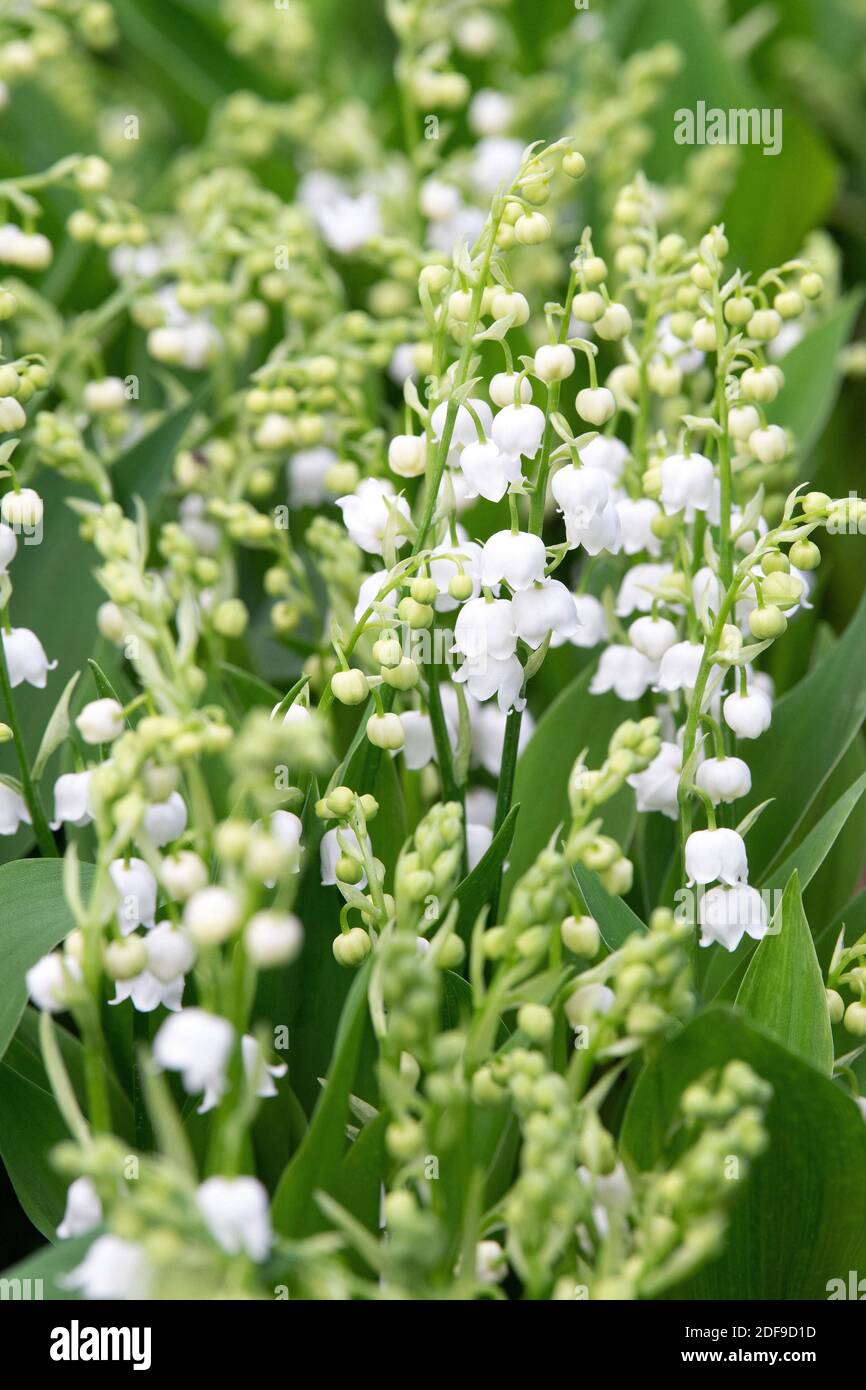 Muguet fleur hi-res stock photography and images - Alamy