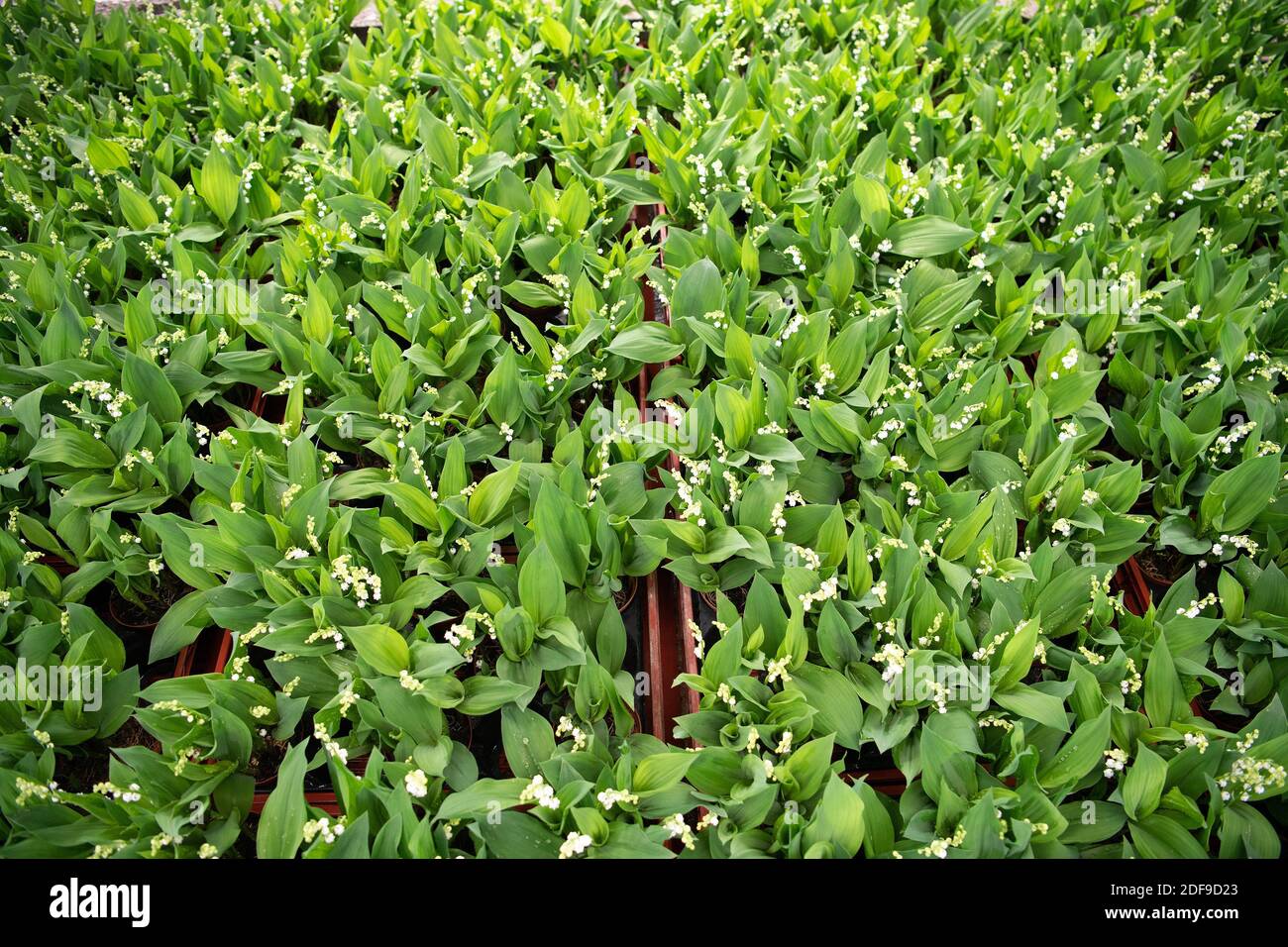 Muguet fleur hi-res stock photography and images - Alamy
