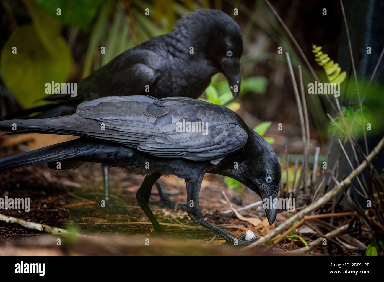 Two Torrseaian Crows (Corvus orru) fon the ground feeding on birds eggs ...