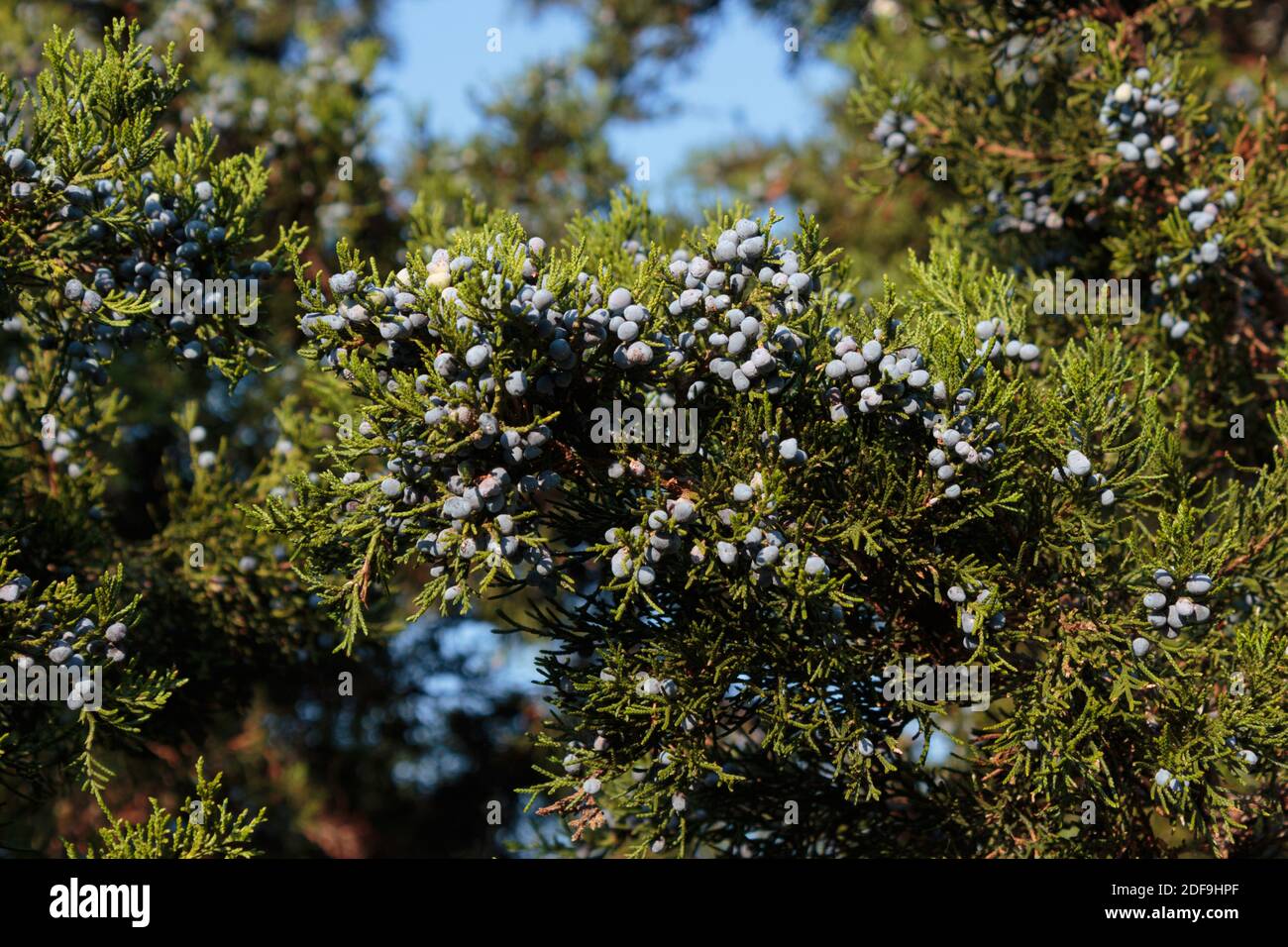Purple pine cones hi-res stock photography and images - Alamy