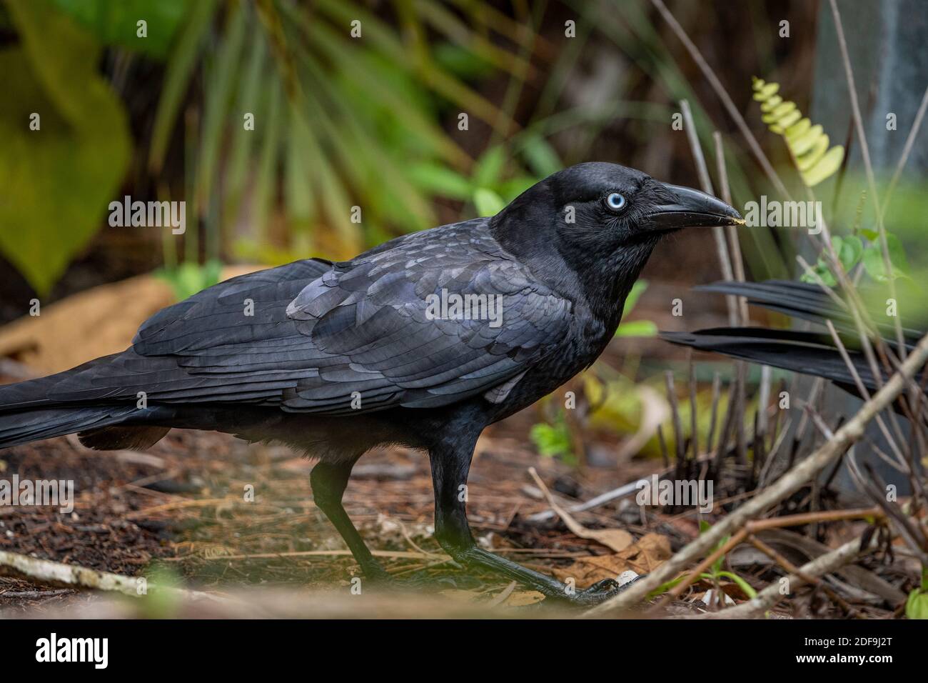 Australian torresian crow hi-res stock photography and images - Alamy Australian torresian crow hi-res stock photography and images - Alamy