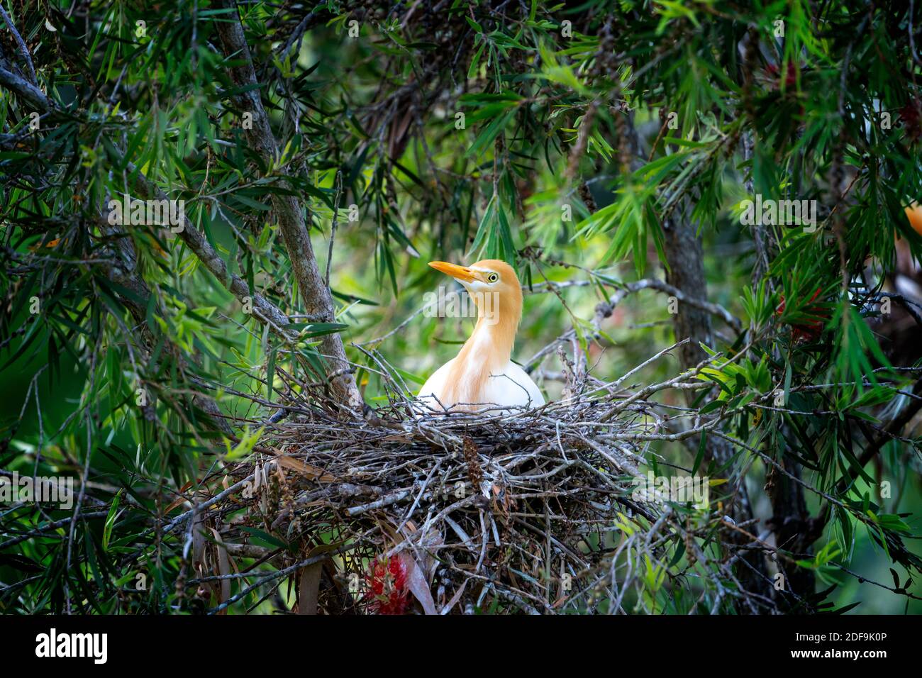 Cattle egret (Bubulcus ibis) in breeding plumage sitting on nest with ...