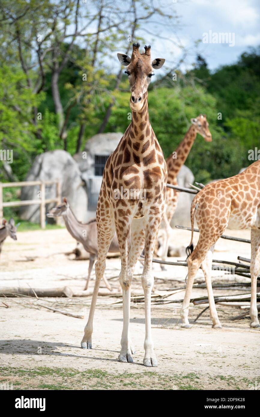Girafe paris hi-res stock photography and images - Alamy