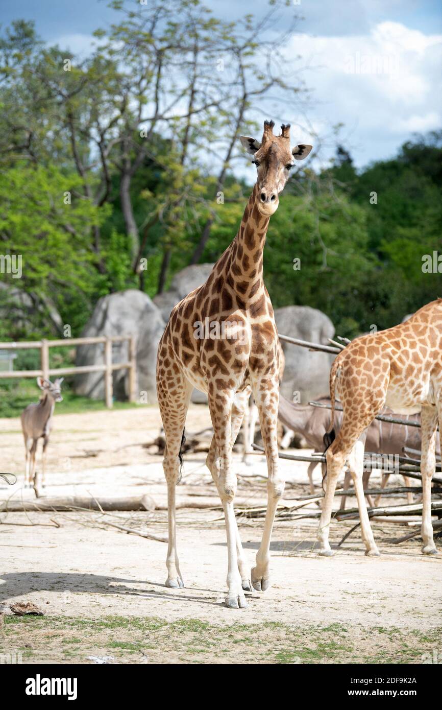 Girafe paris hi-res stock photography and images - Alamy