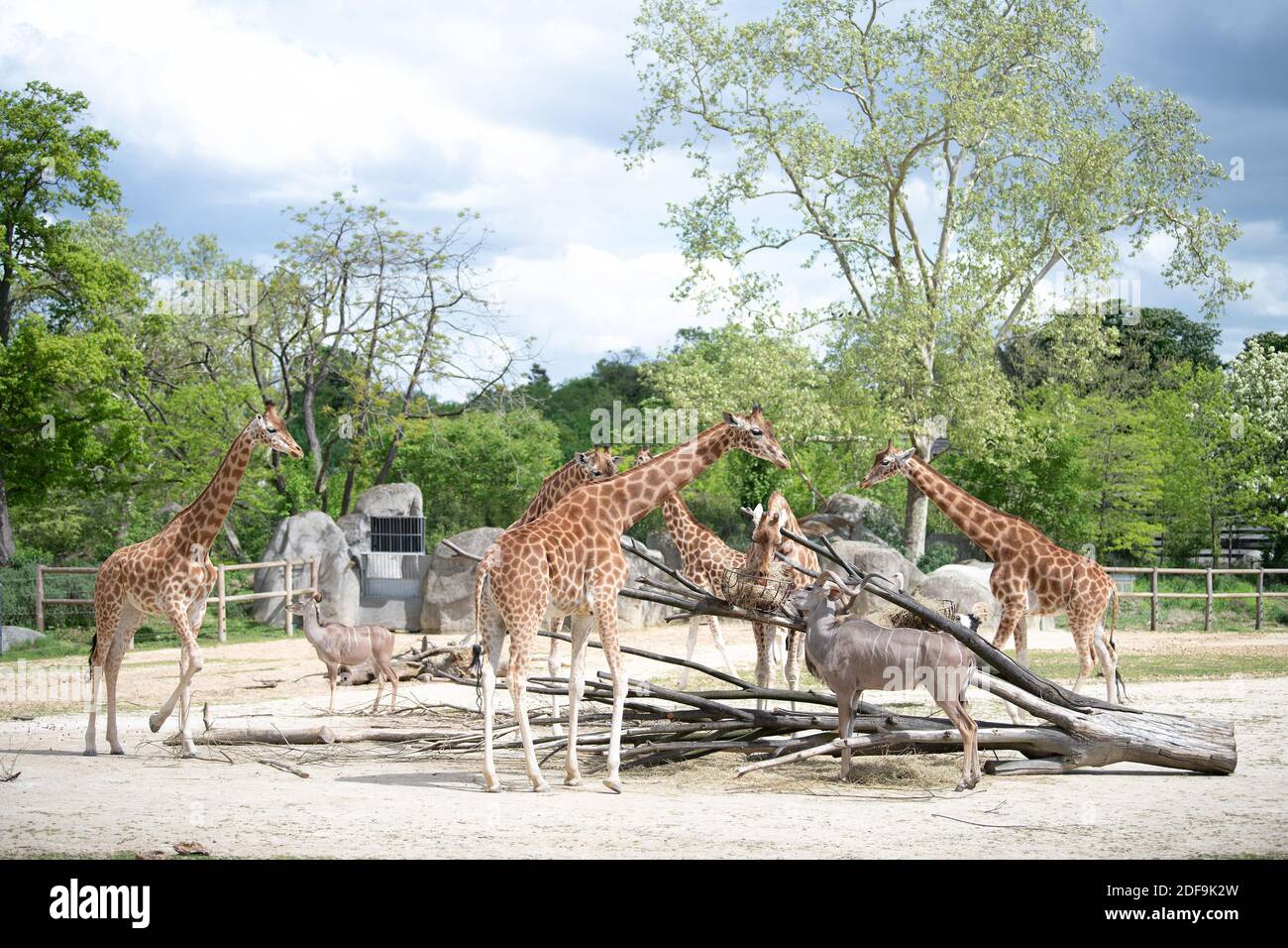 Girafe paris hi-res stock photography and images - Alamy