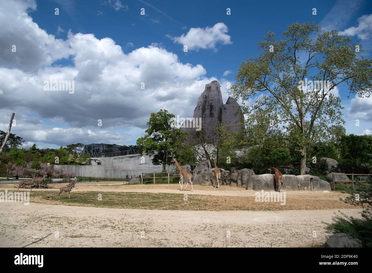 Girafe paris hi-res stock photography and images - Alamy