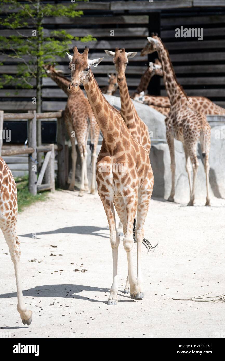 Girafe paris hi-res stock photography and images - Alamy