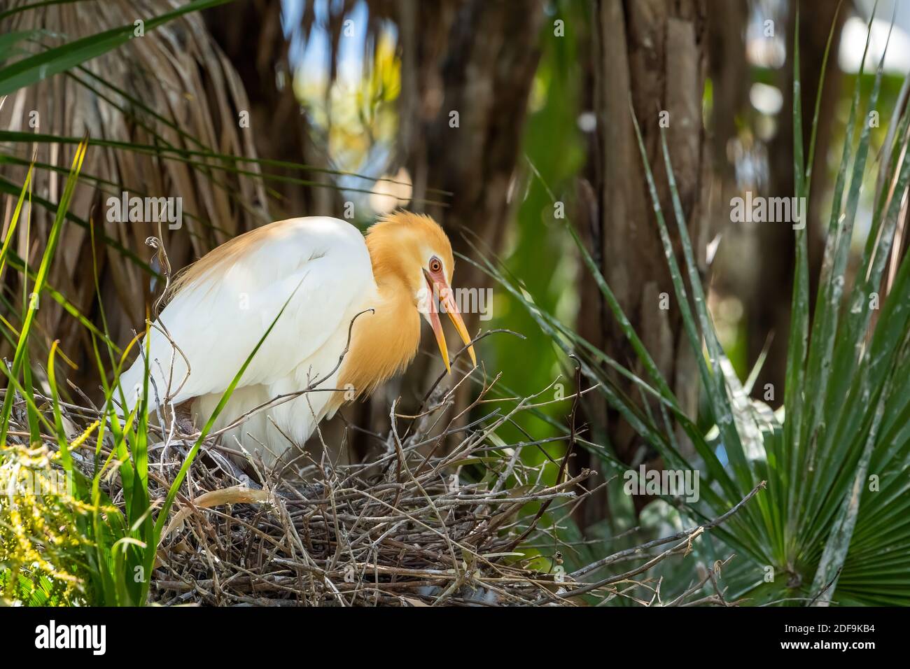 Cattle egret (Bubulcus ibis) in breeding plumage sitting on nest with ...
