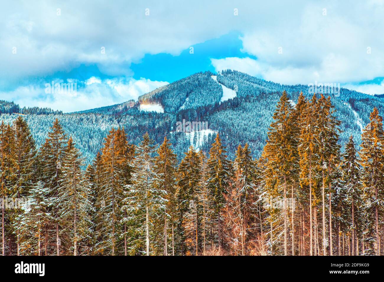 Tall pines snowy scenery hi-res stock photography and images - Alamy