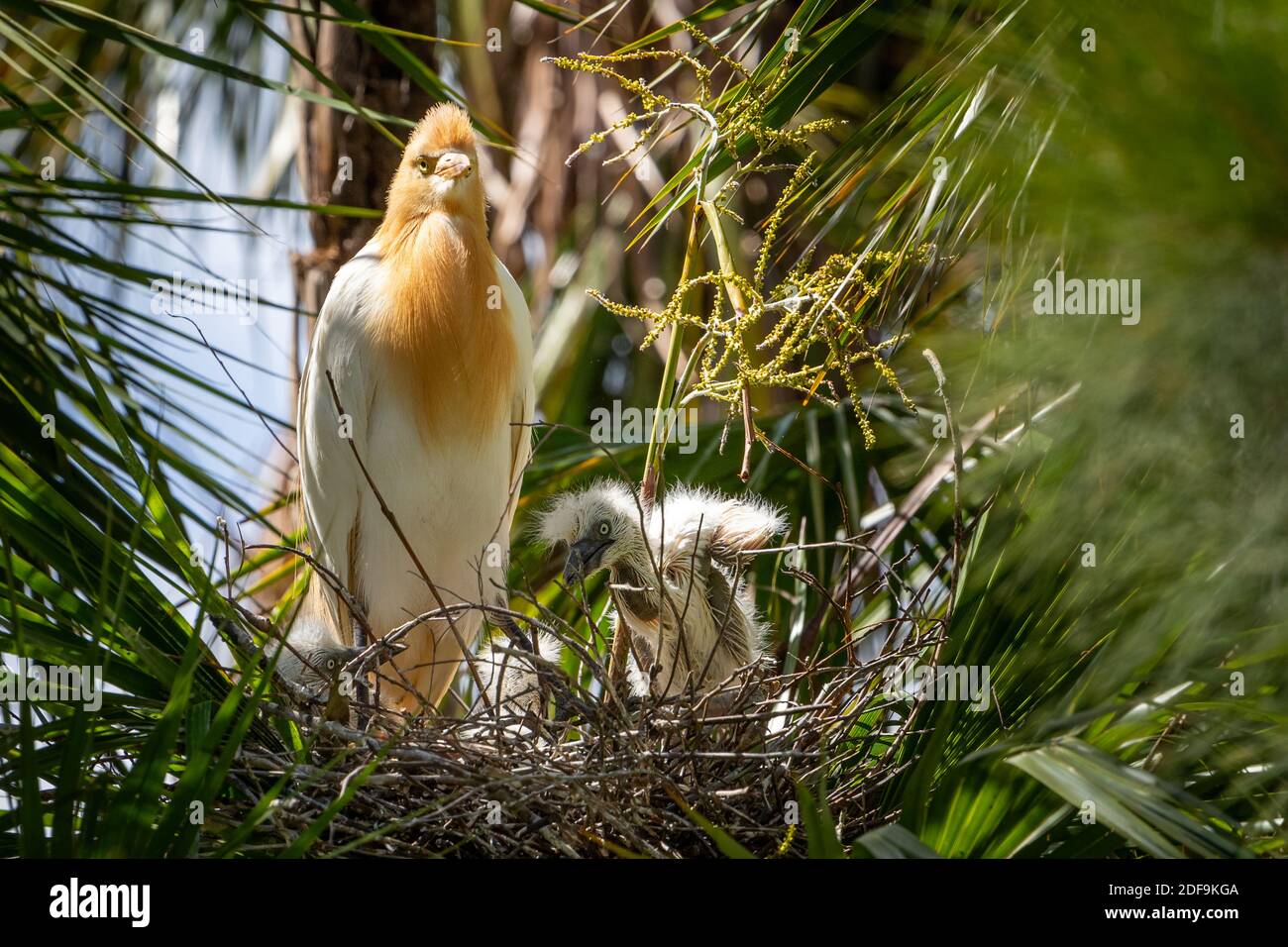 Cattle egret (Bubulcus ibis) in breeding plumage sitting on nest with ...