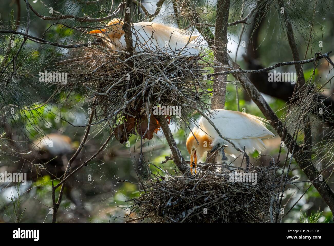 Cattle egret (Bubulcus ibis) in breeding plumage sitting on nest with ...