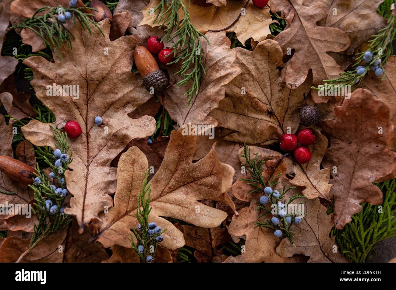 Fallen oak leaves with dew. Autumn oak leaves.water drops on fall oak ...