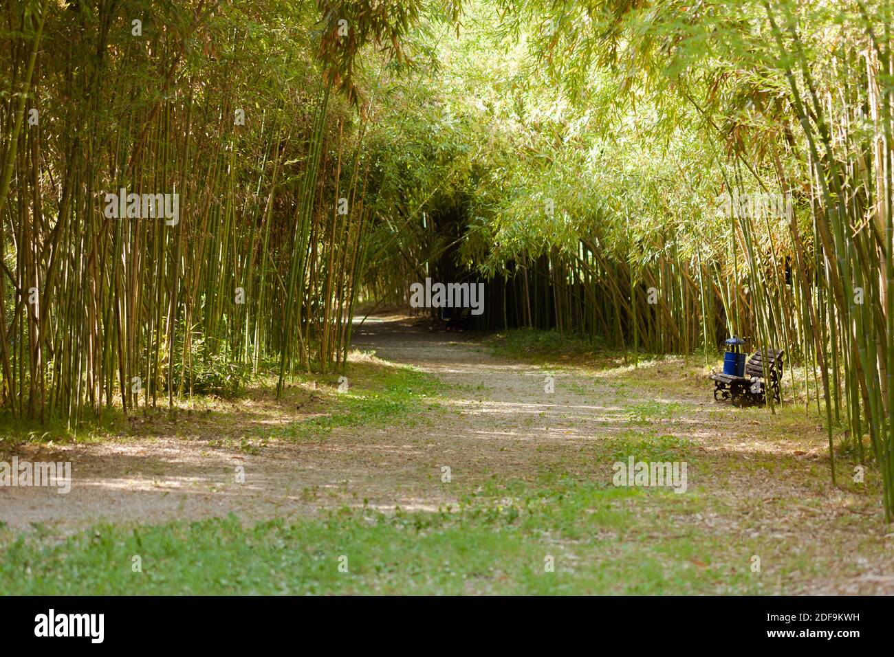 Path along bamboo grove Stock Photo - Alamy