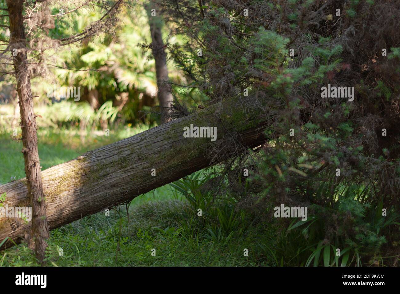 Old fallen tree hi-res stock photography and images - Alamy