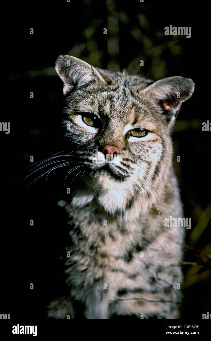 Bobcat (Lynx rufus) portrait, NW Montana (captive - controlled ...