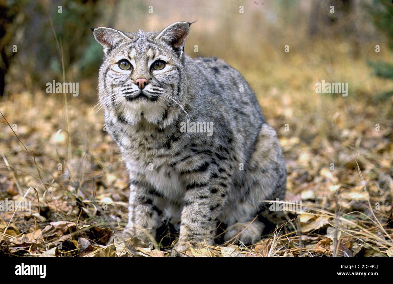 Bobcat (Lynx rufus) sitting in autumn leaves in NW Montana (captive ...
