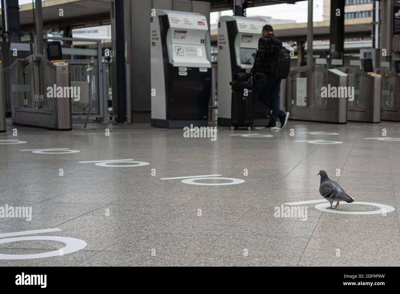 A pigeon walks in a circle on the railway station platforms to mark ...