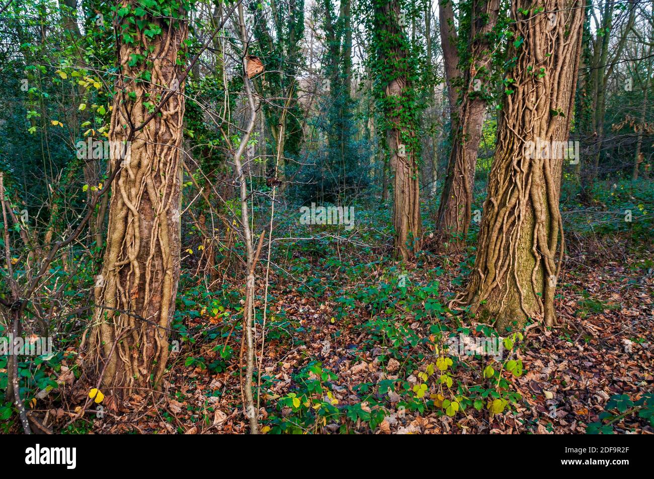 Weak roots hi-res stock photography and images - Alamy