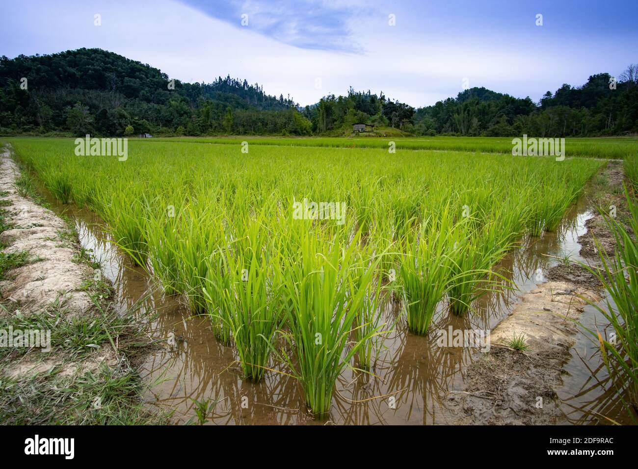 Paddy field in Tambunan, Sabah, Malaysia Stock Photo - Alamy