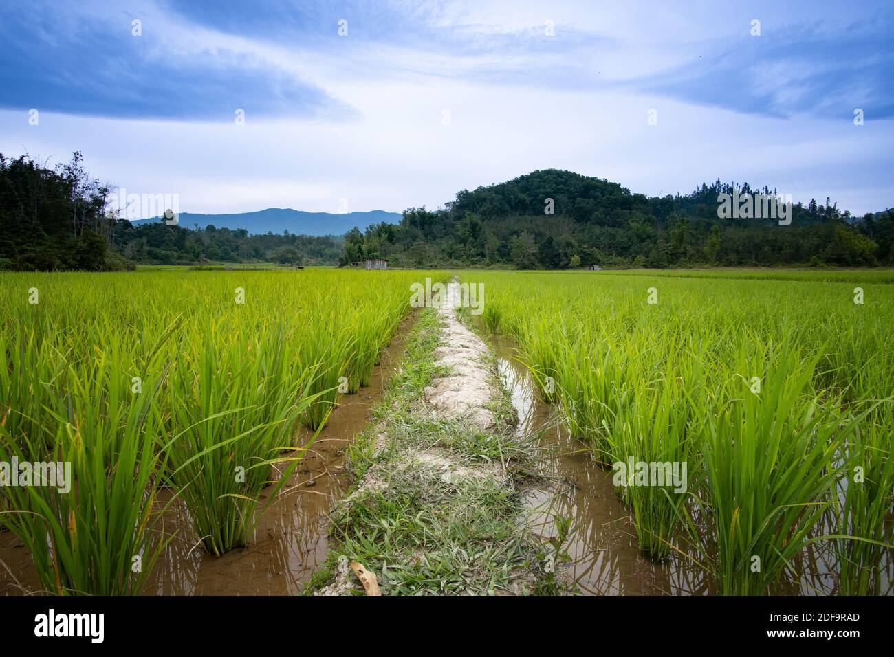 A pathway at a paddy field in Tambunan, Sabah, Malaysia Stock Photo - Alamy
