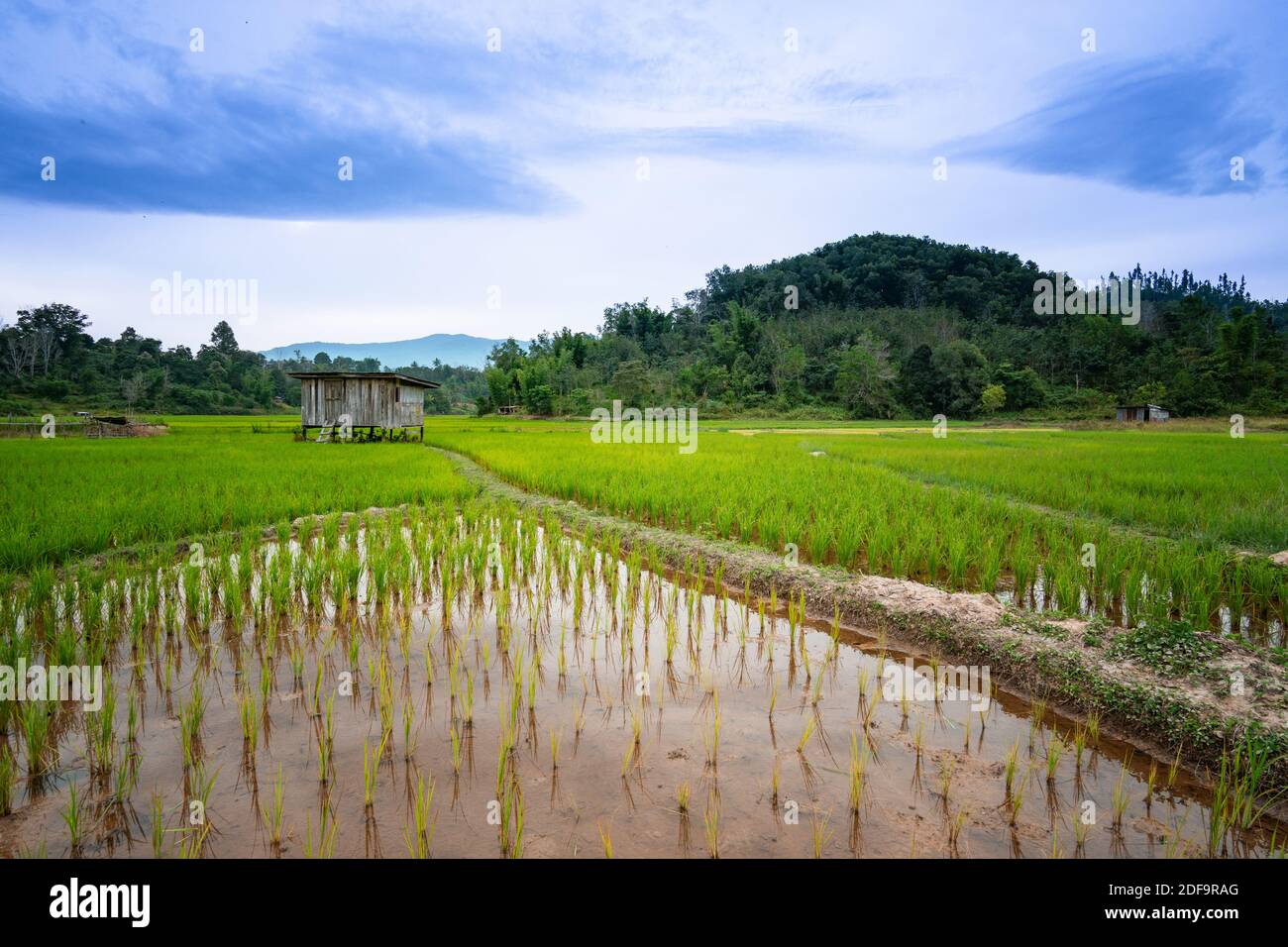 Thailand Rice Field In Hutch