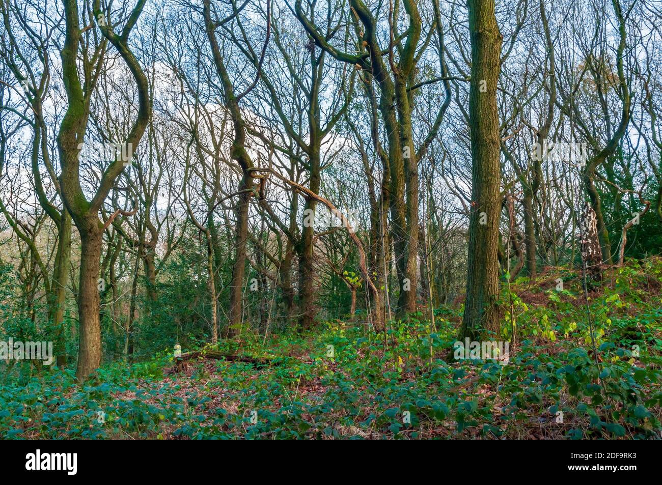 Weak roots hi-res stock photography and images - Alamy