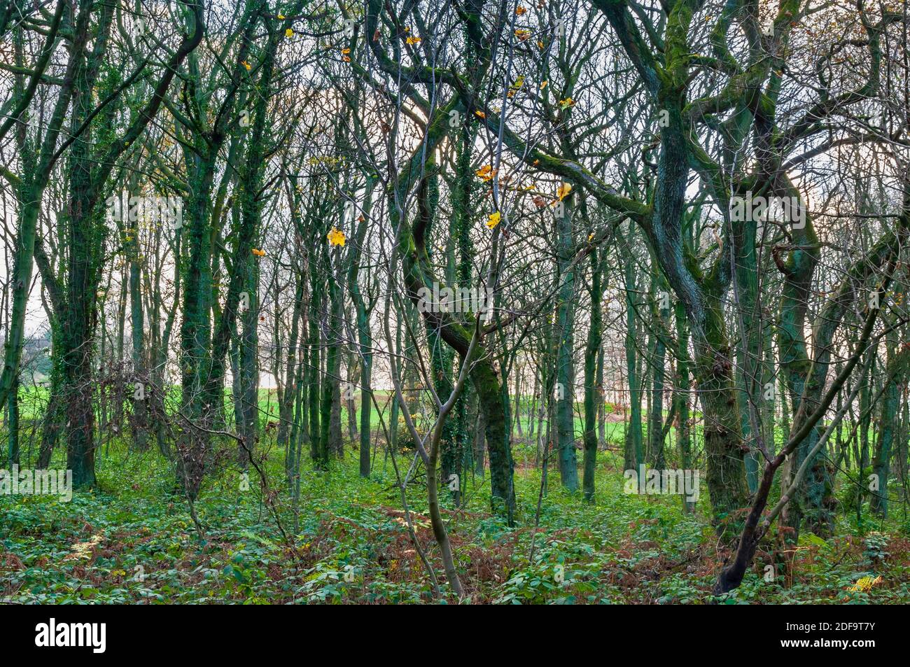 Weak roots hi-res stock photography and images - Alamy