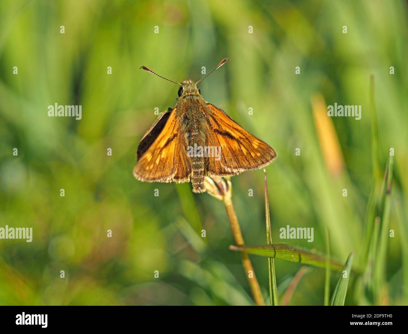 Male butterfly scent gland hi-res stock photography and images - Alamy