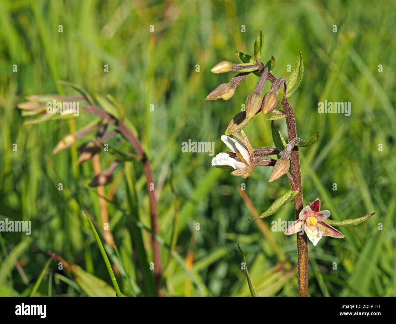 exotic pink & white flowers of UK native orchid - Marsh Helleborine ...