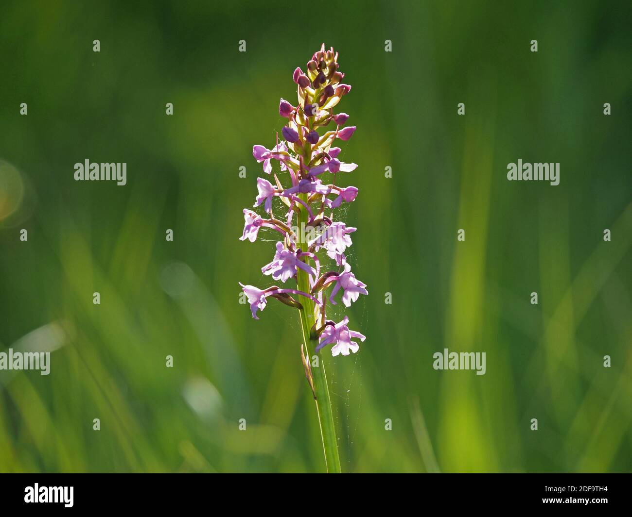 mass of pink flowers with long spurs on tall flowerspike of Fragrant ...