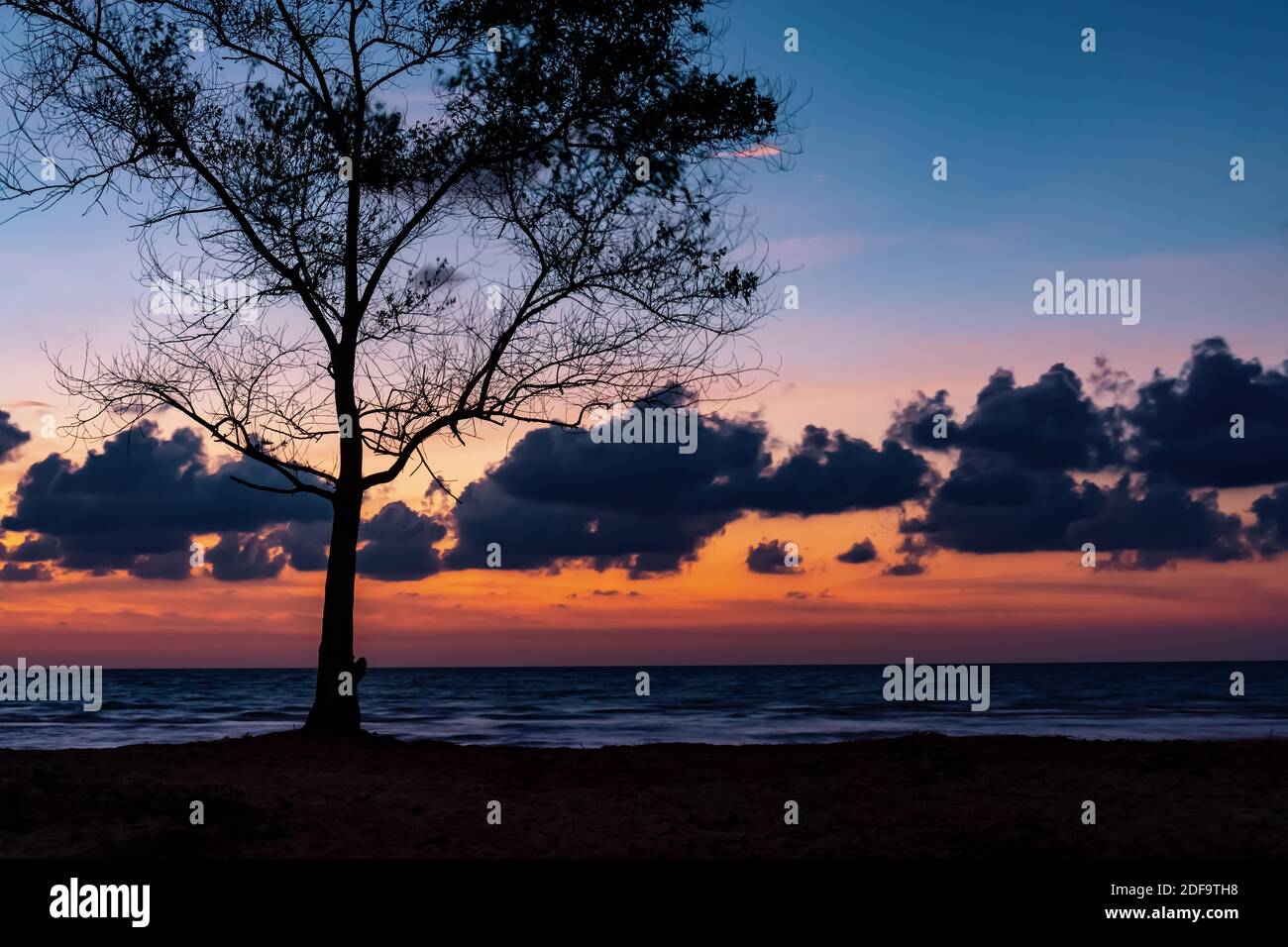 Tree silhouette at beach during blue hour Stock Photo - Alamy