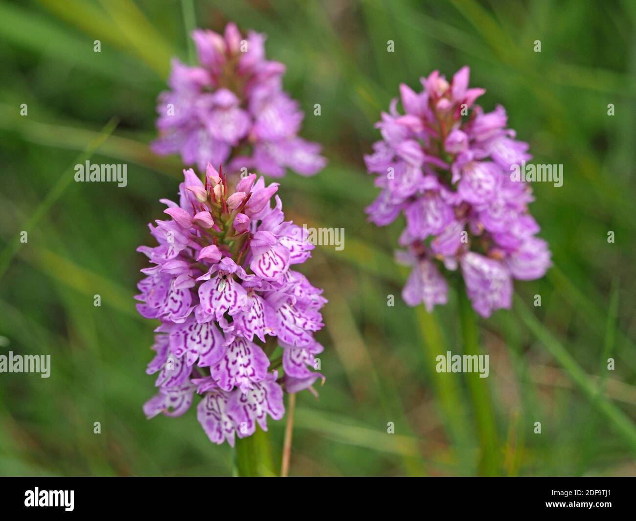 pretty purple white & spotted flowers of Heath Spotted-orchid ...