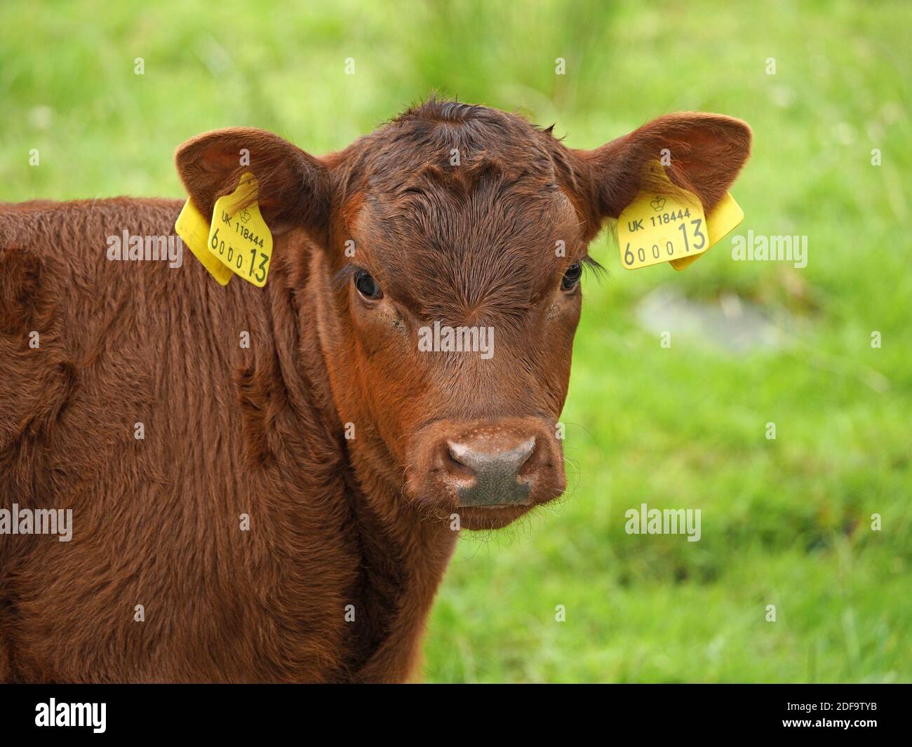 Rough calf hi-res stock photography and images - Alamy