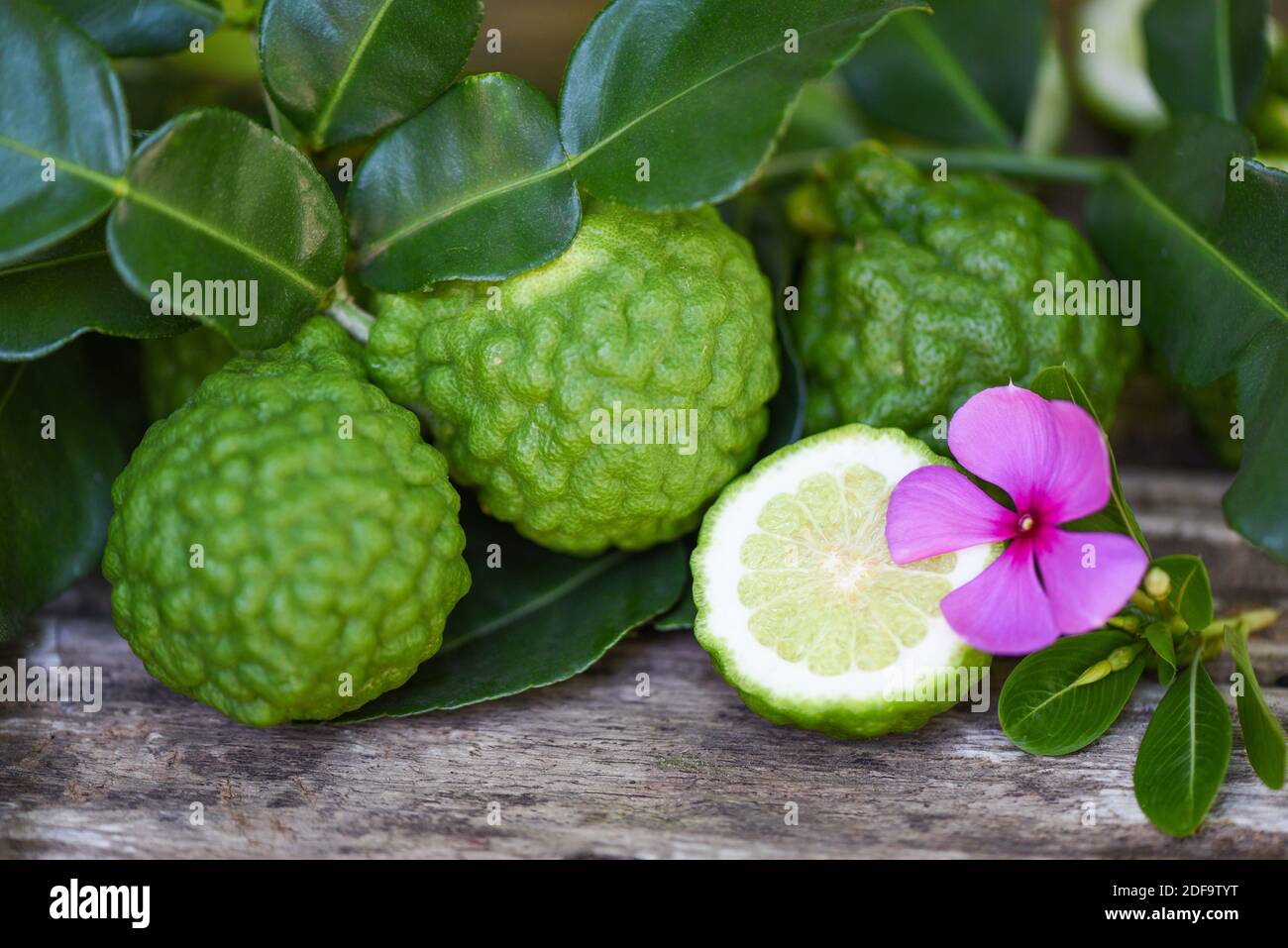 Fresh Bergamot Fruit And Pink Flower Kaffir Lime Citrus Bergamia With