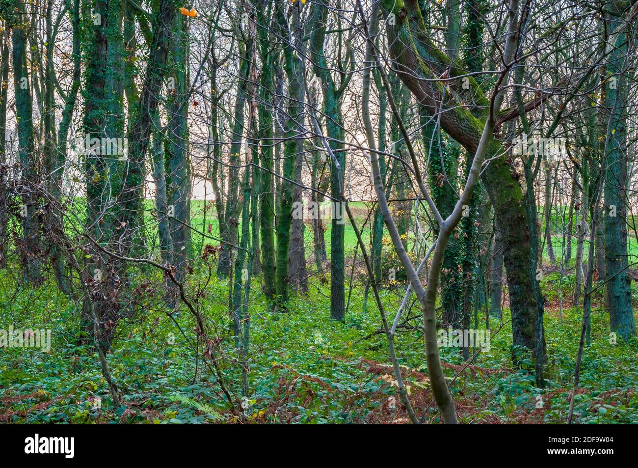 Weak roots hi-res stock photography and images - Alamy