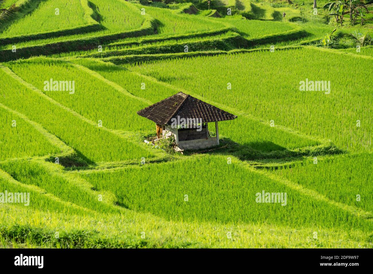 Subak bali unesco hi-res stock photography and images - Alamy