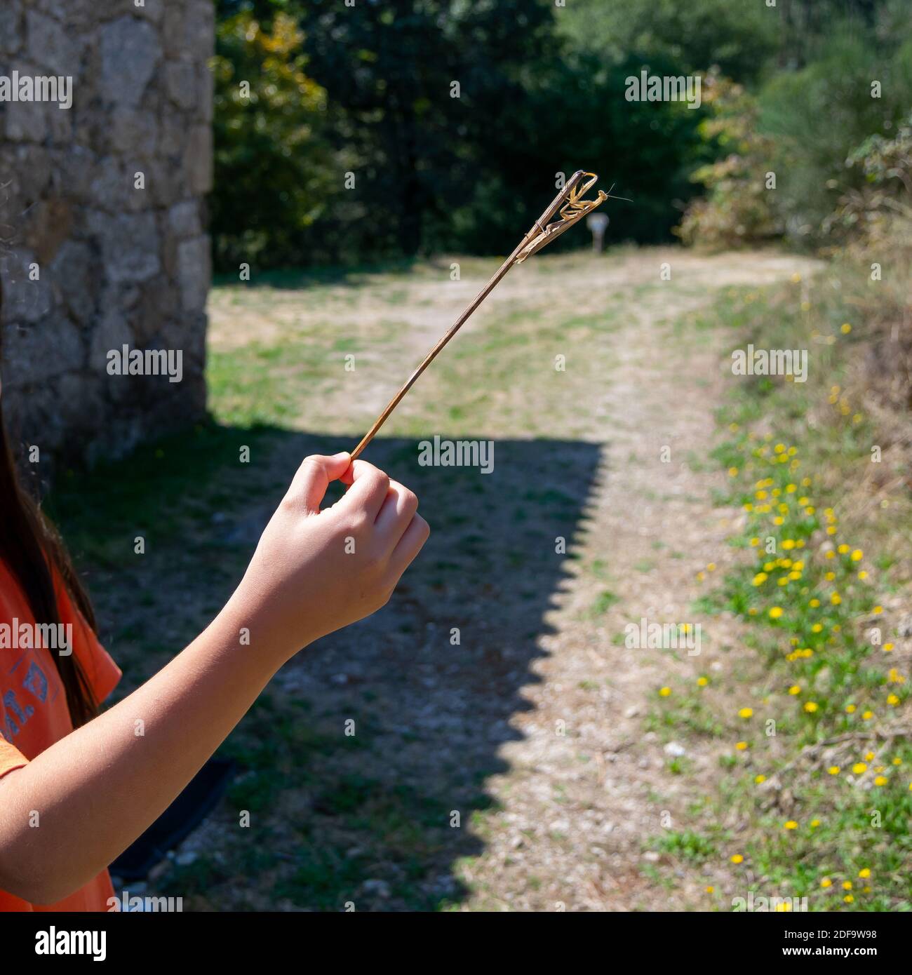 Kids holding bugs or praying mantis in sticks Stock Photo - Alamy