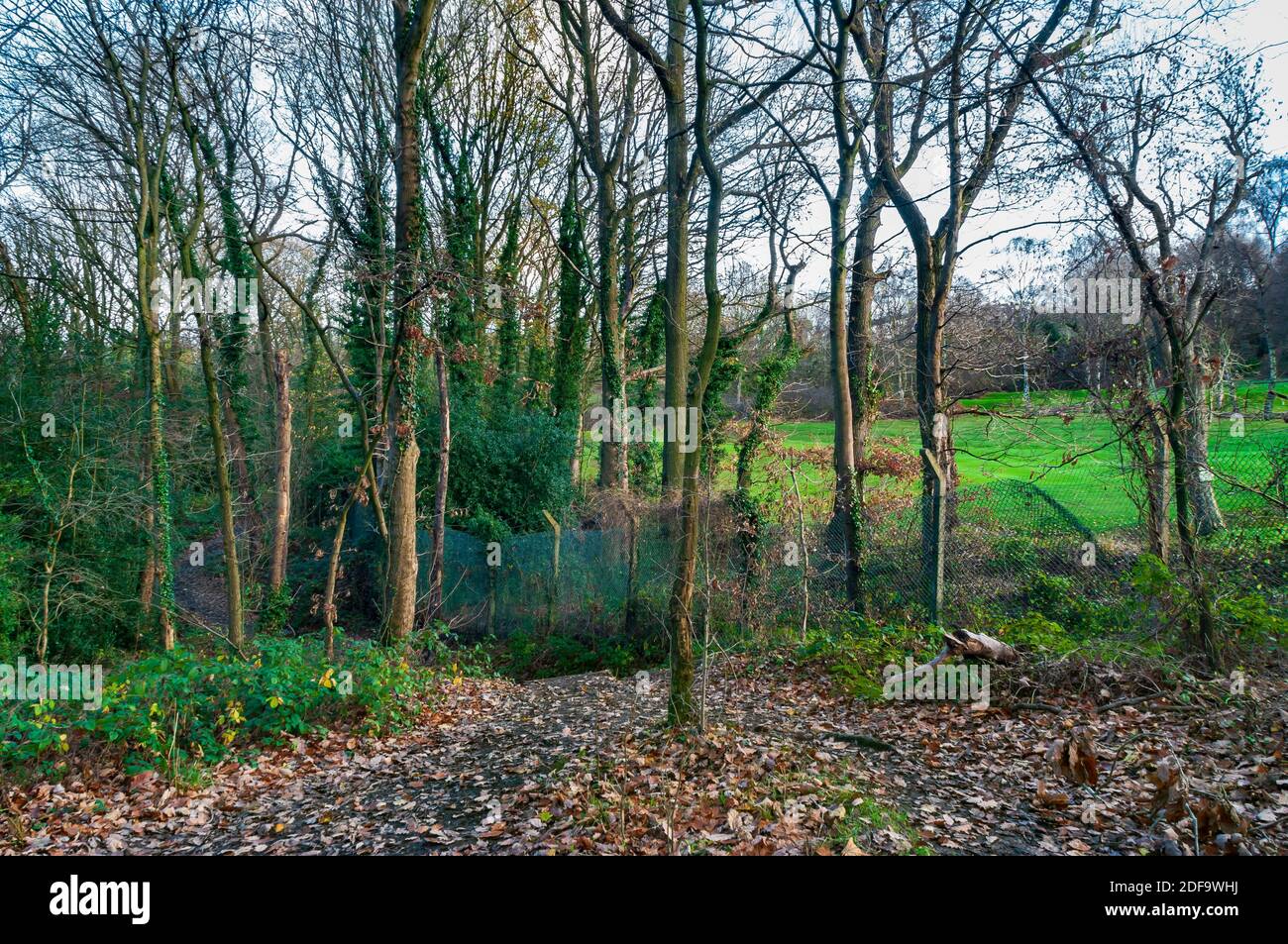 Weak roots hi-res stock photography and images - Alamy