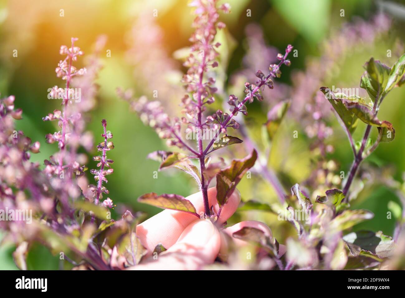 Purple holy basil leaf and flower nature vegetable garden on wooden ...