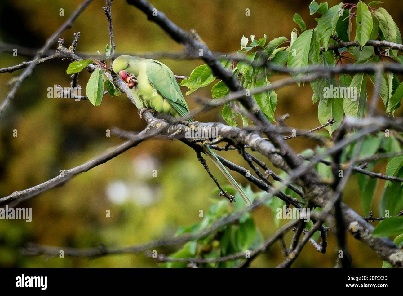 Rose-Ringed Parakeets (Perruches a Collier) an invasive specie that ...