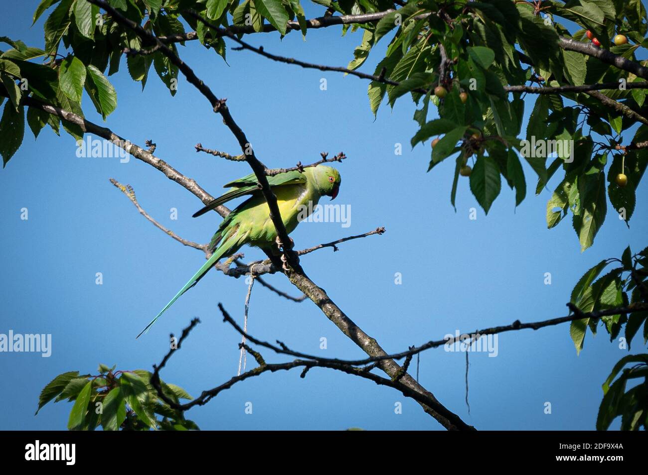Rose-Ringed Parakeets (Perruches a Collier) an invasive specie that ...