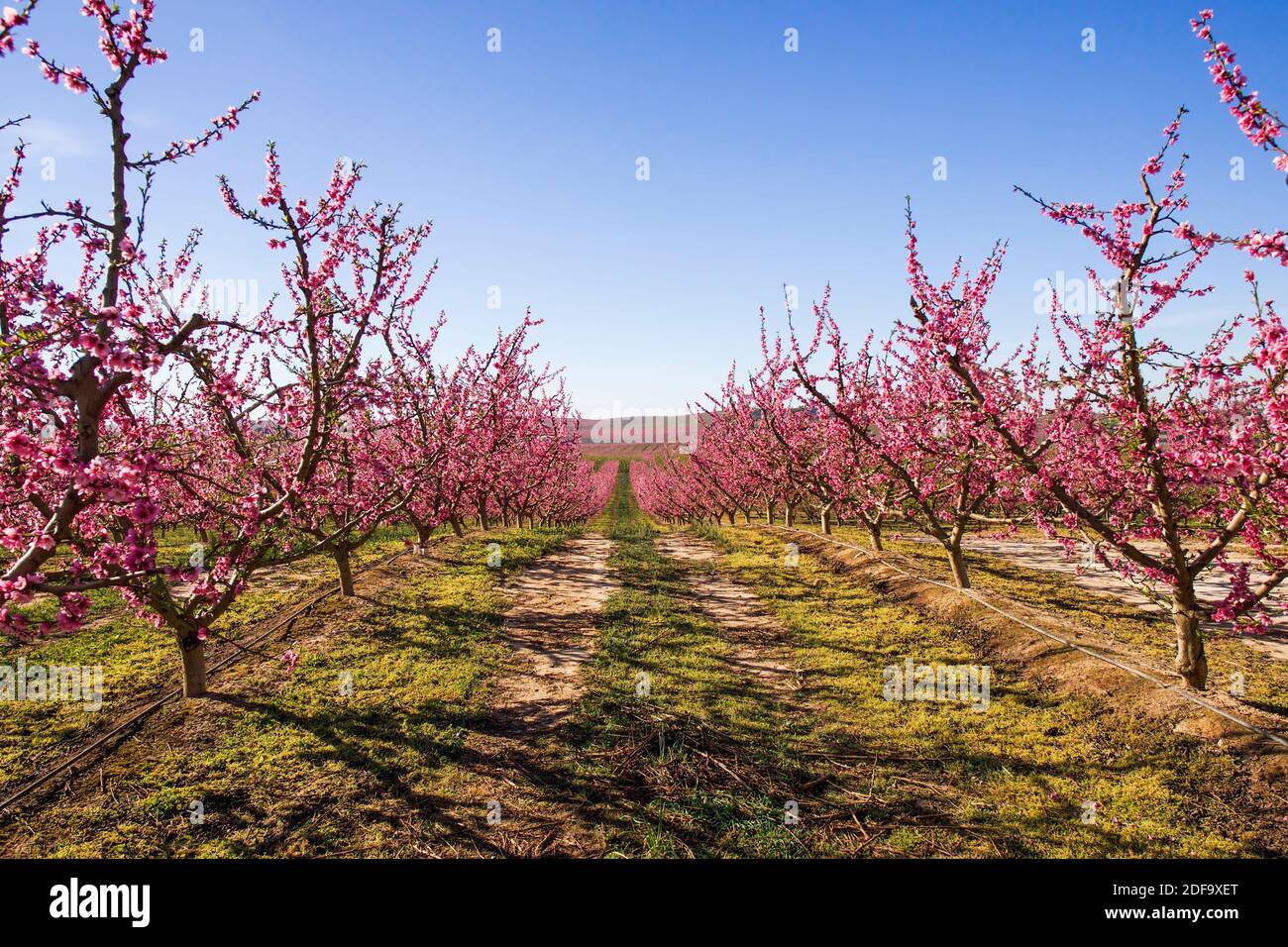 Peach fields in bloom hi-res stock photography and images - Alamy