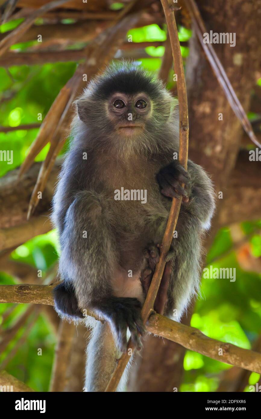A baby SILVER BACKED LEAF MONKEY or SILVERY LUTUNG in BAKO NATIONAL ...