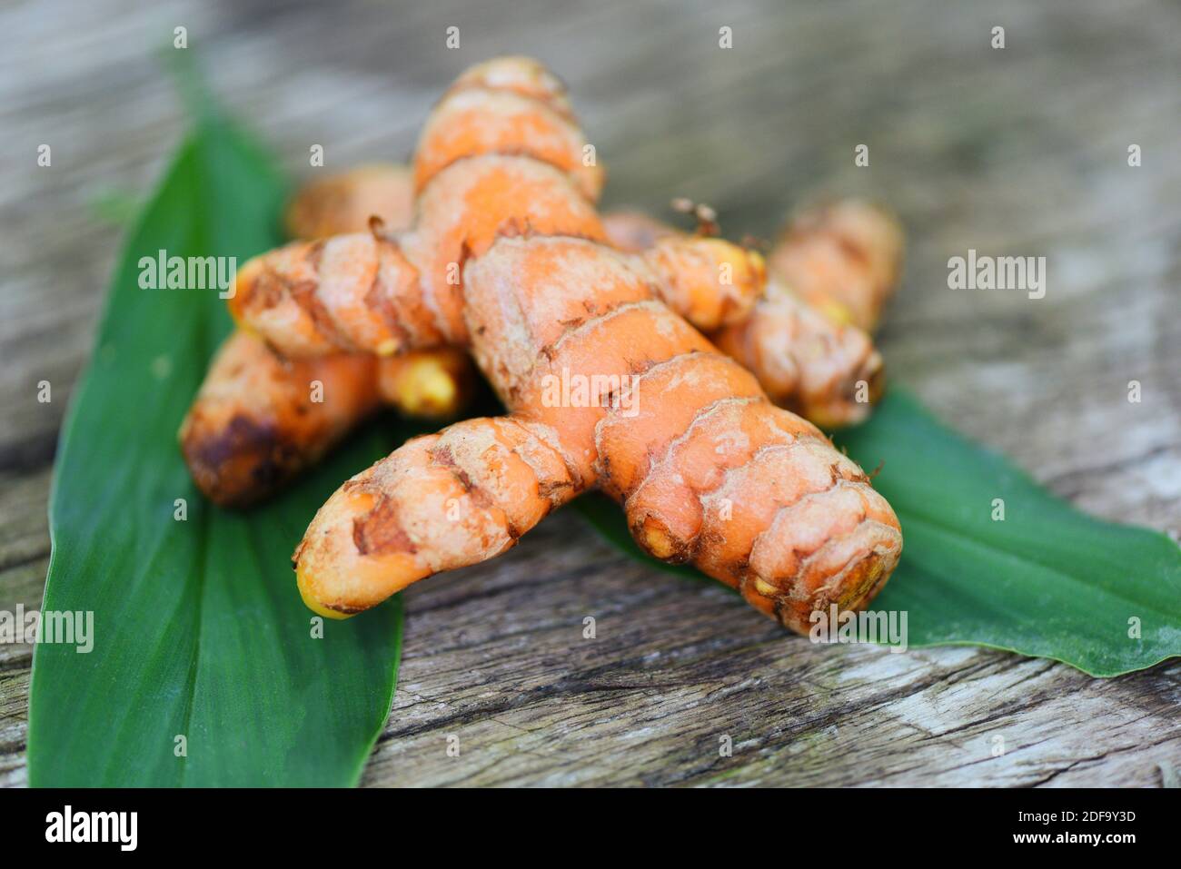 Rhizome Scale Of Turmeric
