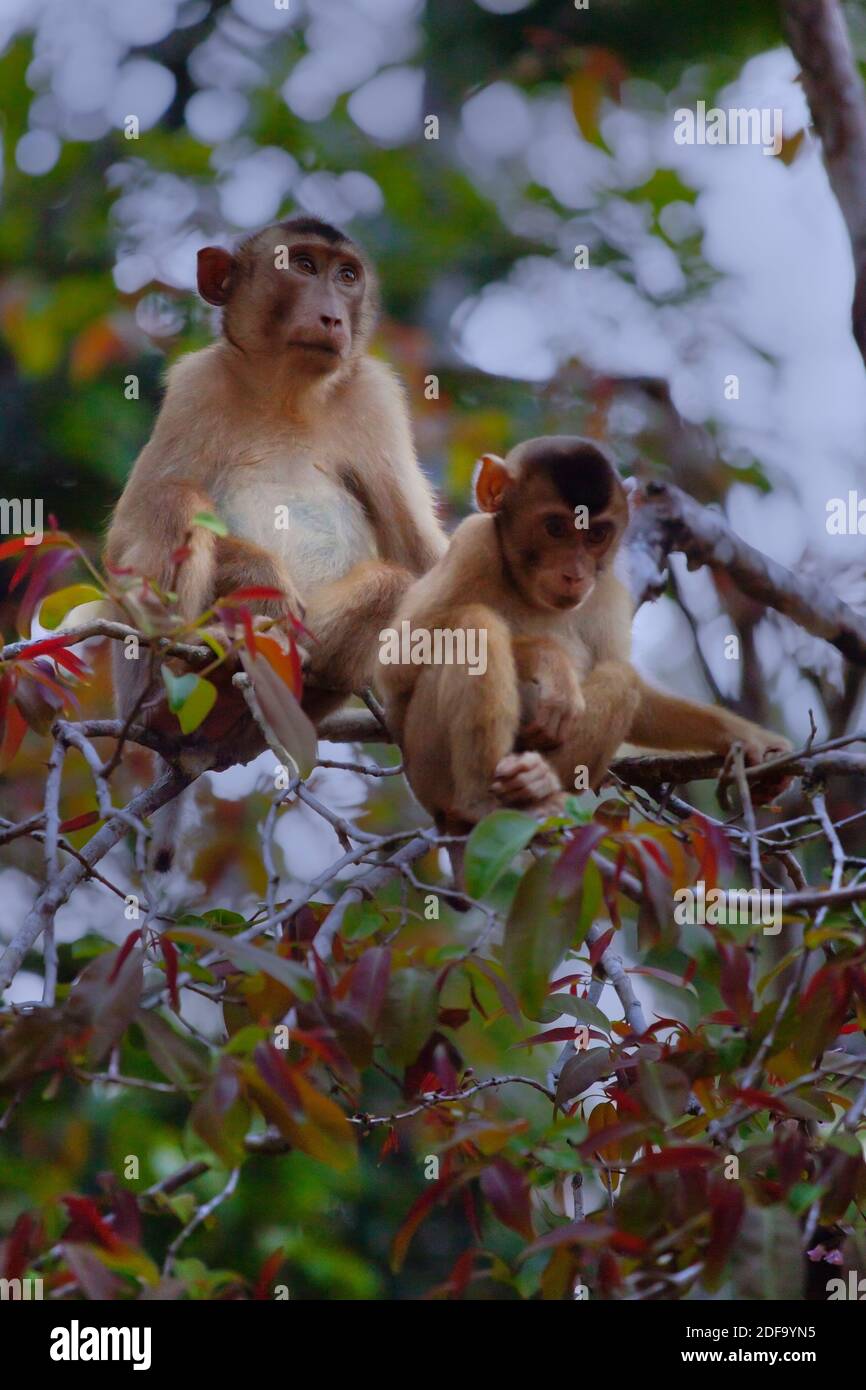 A mother and baby SHORT TAILED or STUMP TAILED MACAQUE (Macaca ...