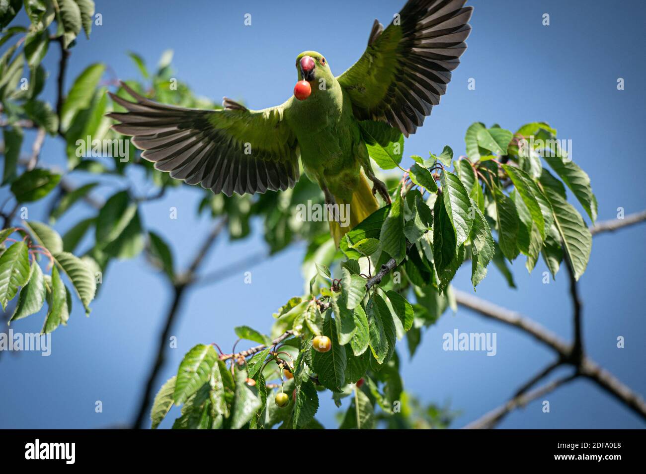 Ring-tailed parakeets (Psittacula krameri) are photographed in Le ...