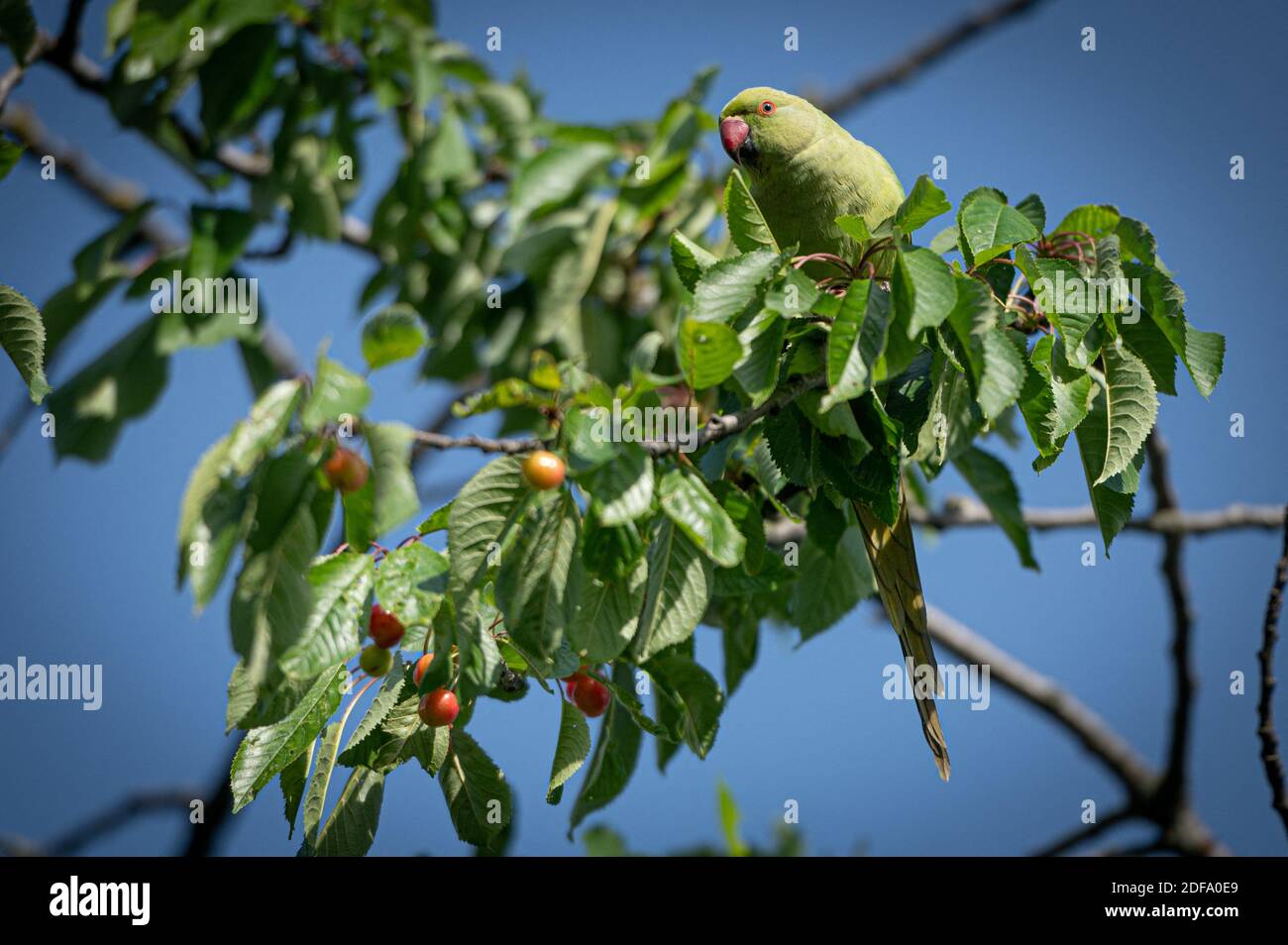 Ring-tailed parakeets (Psittacula krameri) are photographed in Le ...