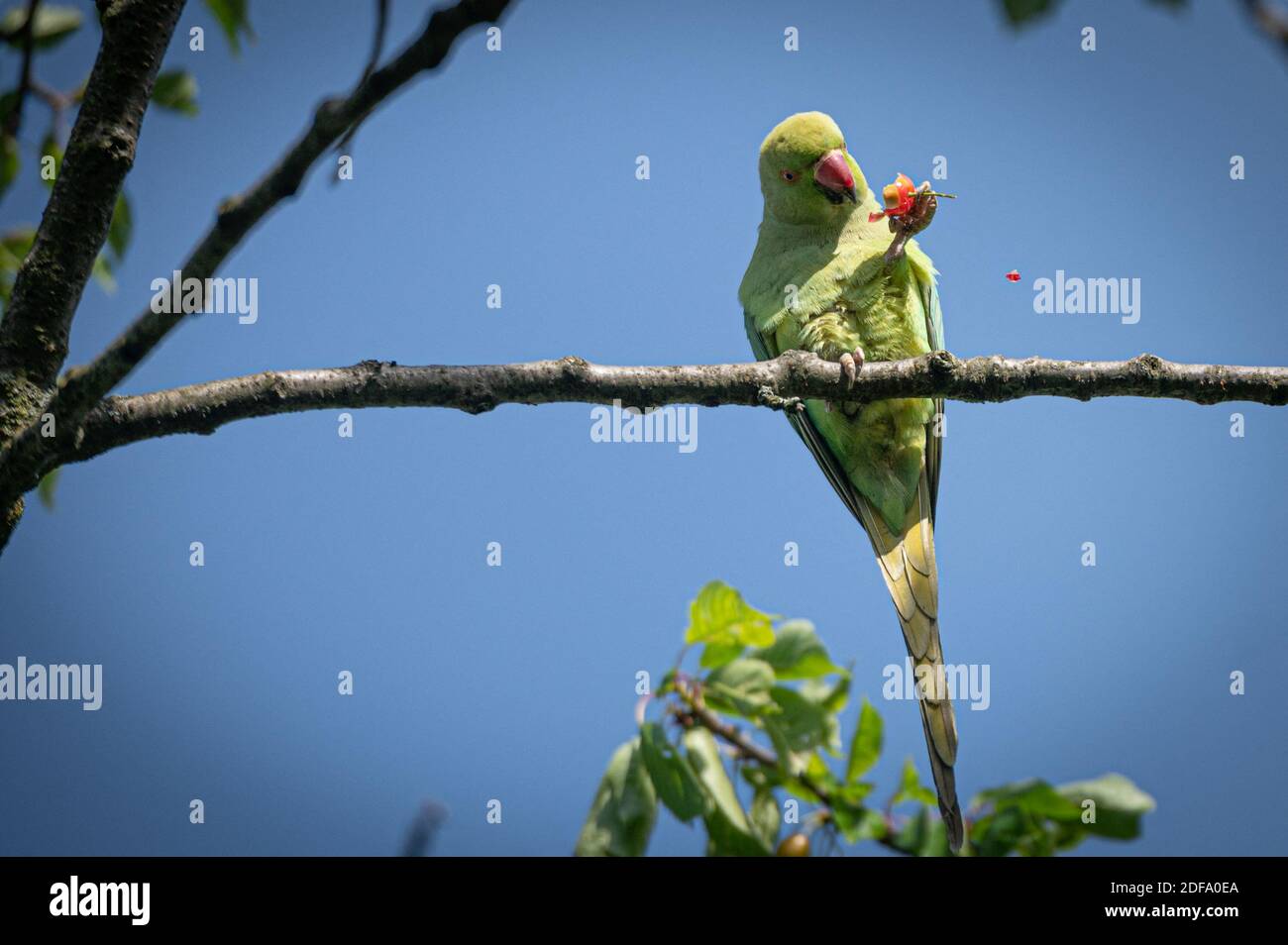 Ring-tailed parakeets (Psittacula krameri) are photographed in Le ...