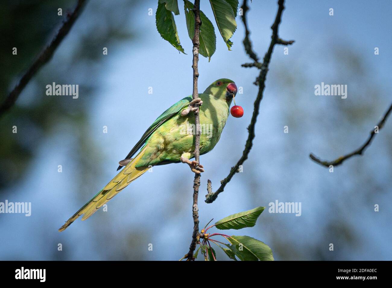 Ring-tailed parakeets (Psittacula krameri) are photographed in Le ...