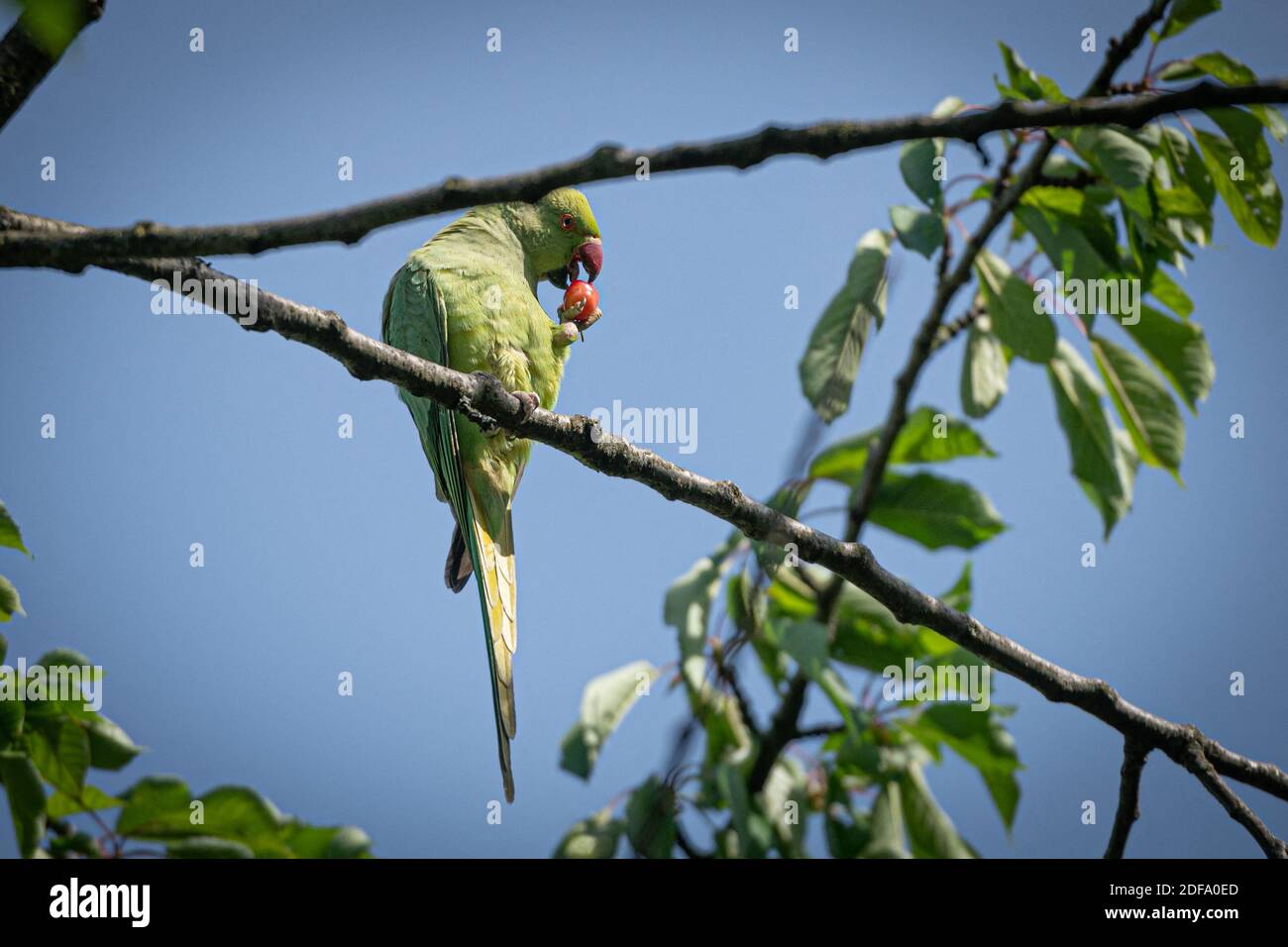 Ring-tailed parakeets (Psittacula krameri) are photographed in Le ...